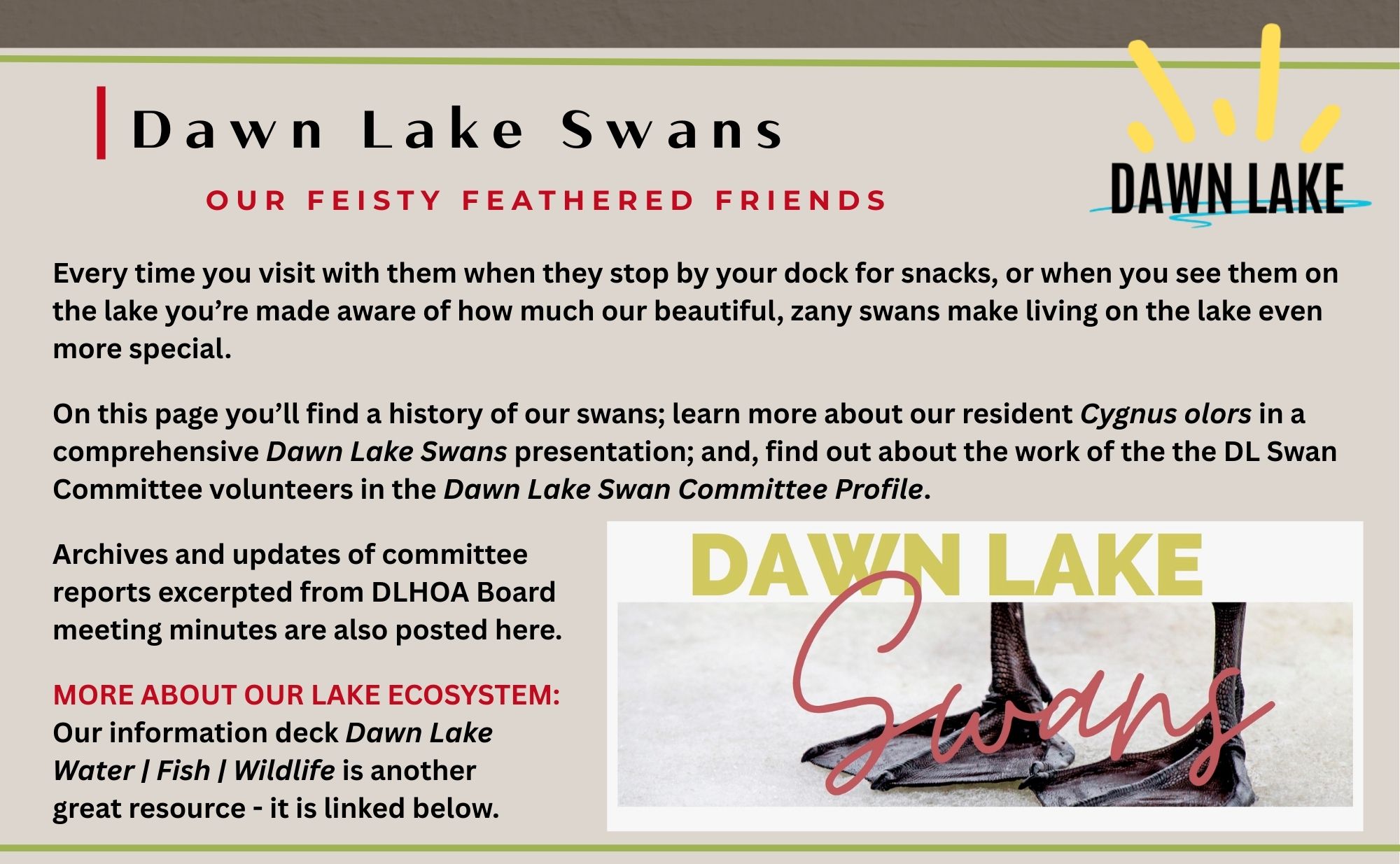 Dawn Lake Swans | Dawn Lake Homeowners Association, Inc.