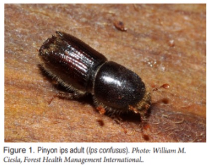 Deal with Bark Beetles | Tessera Owners Association