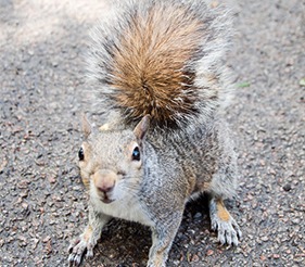 Find a Baby Squirrel? | The Springs